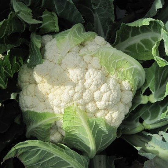 بذر کاسپر - Casper RZ F1 - سپاهان رویش